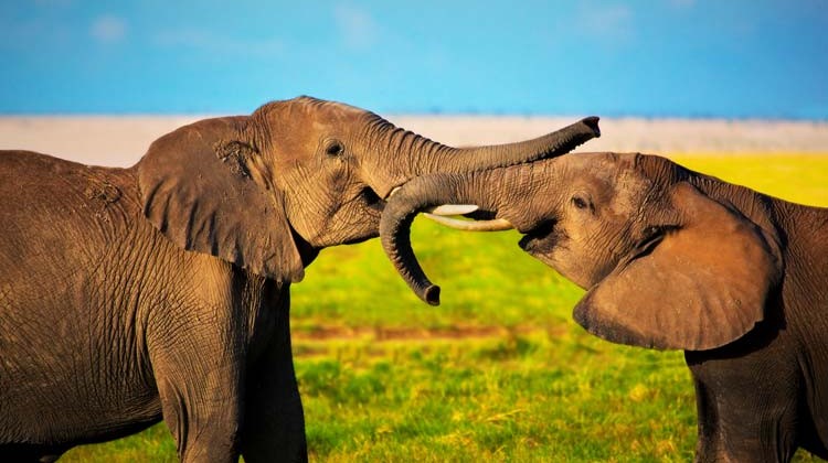 International Tour & Travel Packages | International Honeymoon Packages